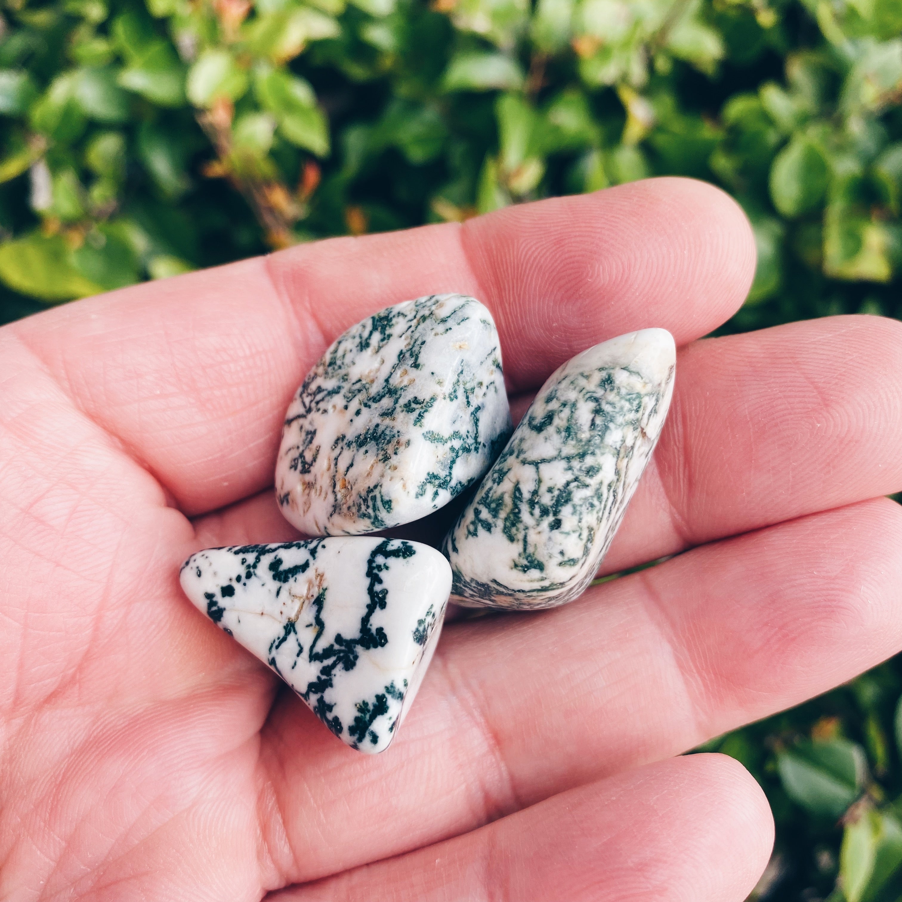 Tree Agate Tumbled Stones